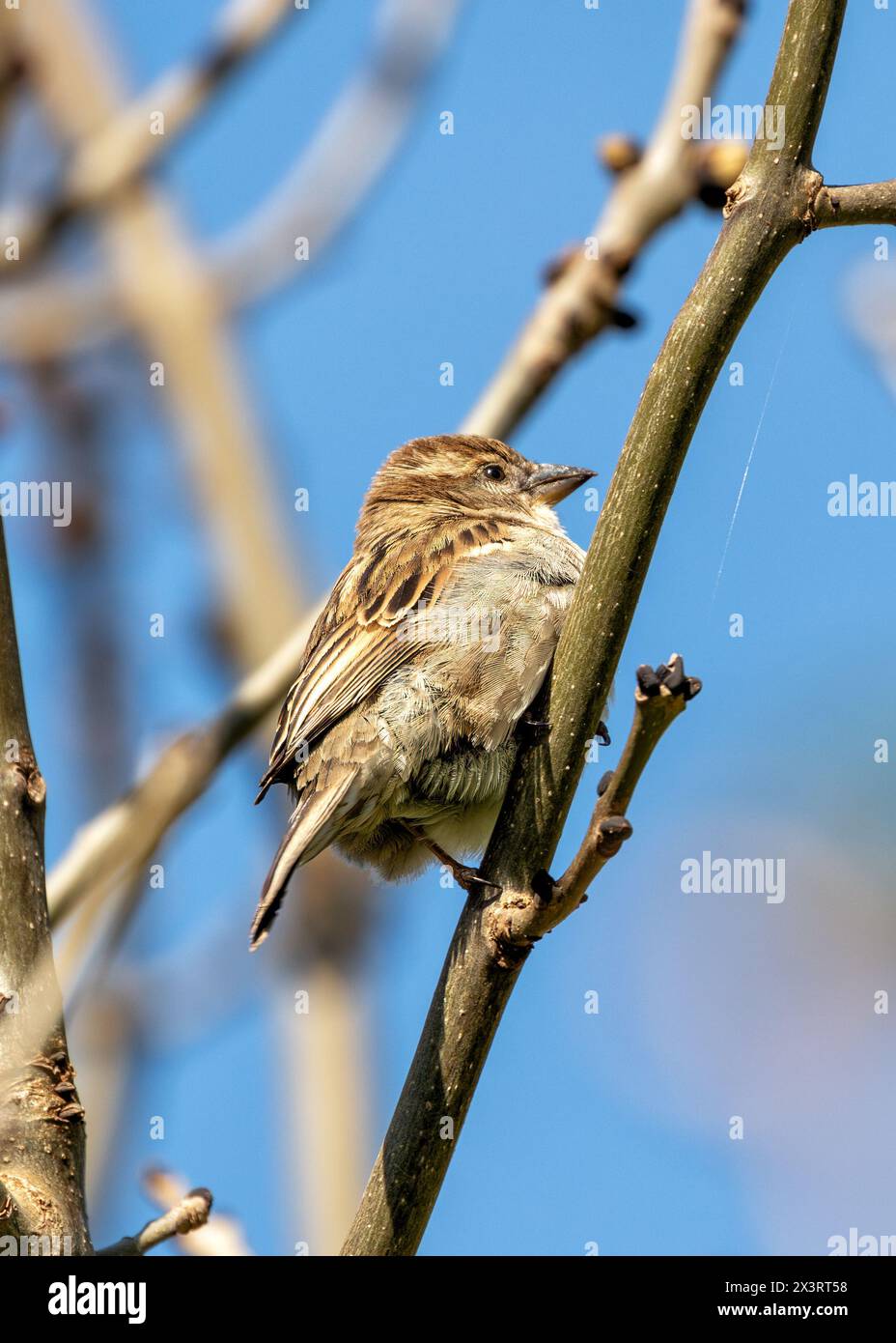 Brown sparrow with streaked back & pale buff chest. Thrives in Dublin's ...