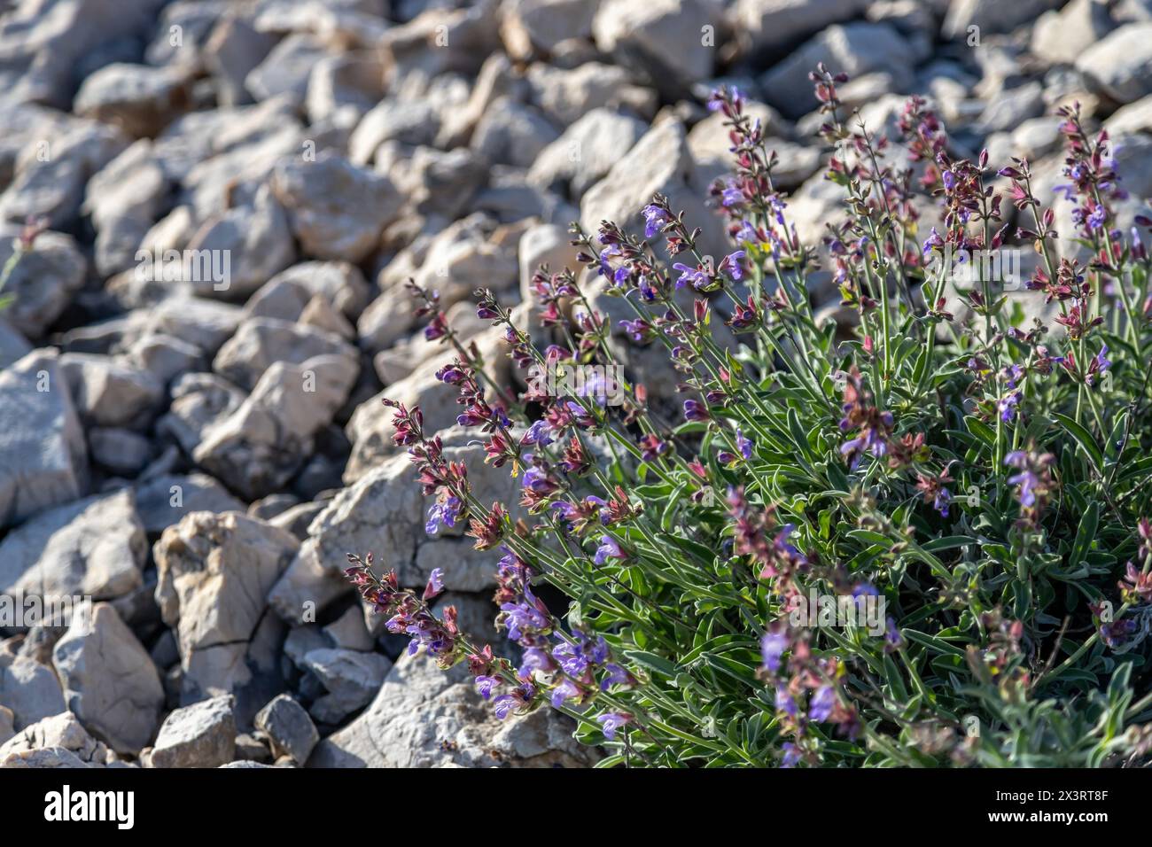 Salvia officinalis, the common sage or sage, is a perennial, evergreen ...