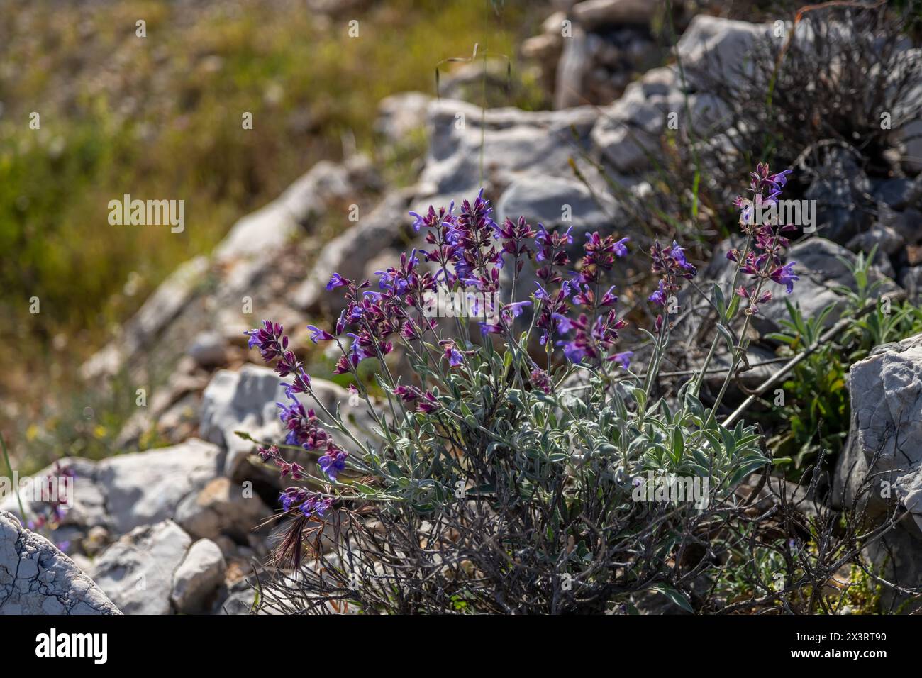 Sage green color hi-res stock photography and images - Alamy