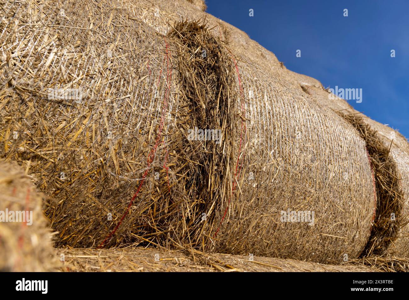 wheat straw collected in stacks after grain harvest, yellow straw from ...
