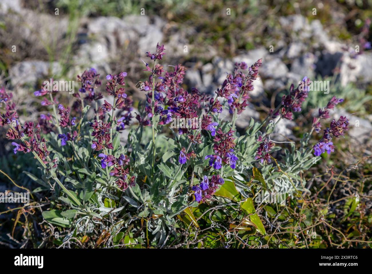 Salvia officinalis, the common sage or sage, is a perennial, evergreen ...