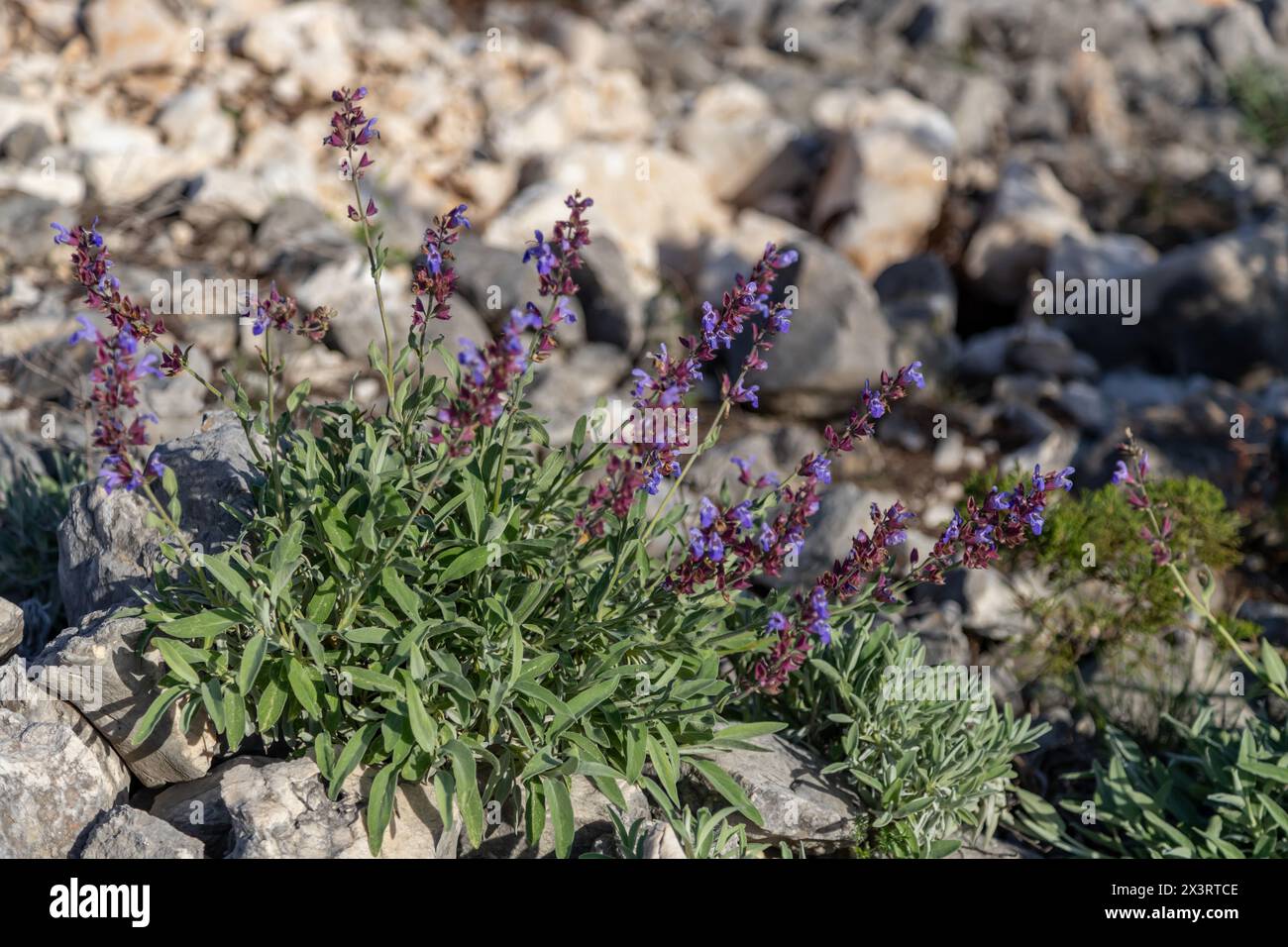 Salvia officinalis, the common sage or sage, is a perennial, evergreen ...