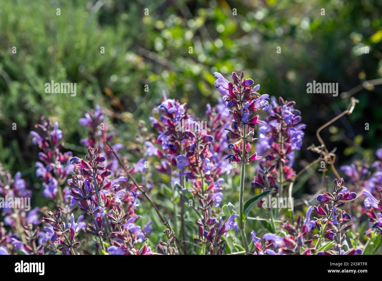 Salvia officinalis, the common sage or sage, is a perennial, evergreen ...