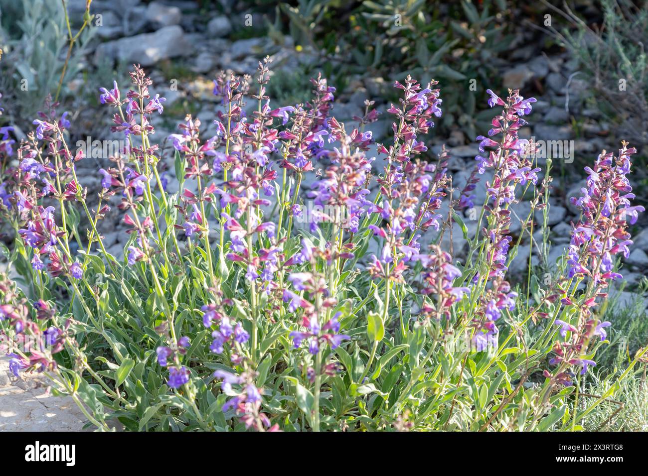Salvia officinalis, the common sage or sage, is a perennial, evergreen ...