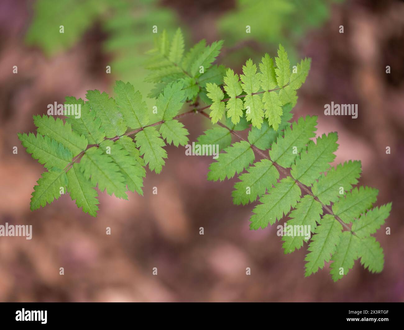 closeup of leaves of juniper tree in spring Stock Photo - Alamy