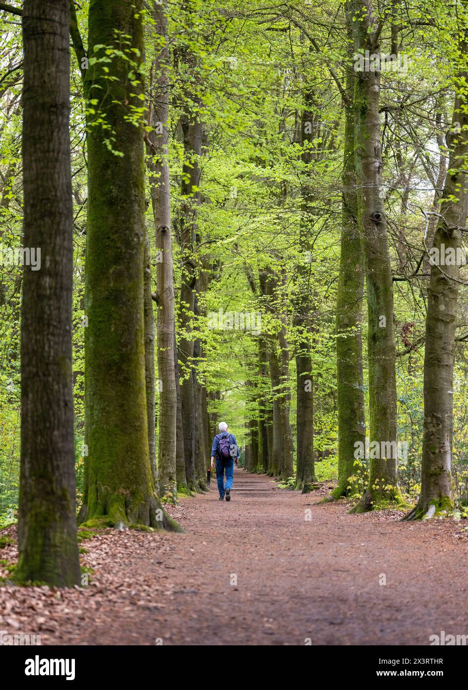 older man with white hair walks between spring beeches in the ...
