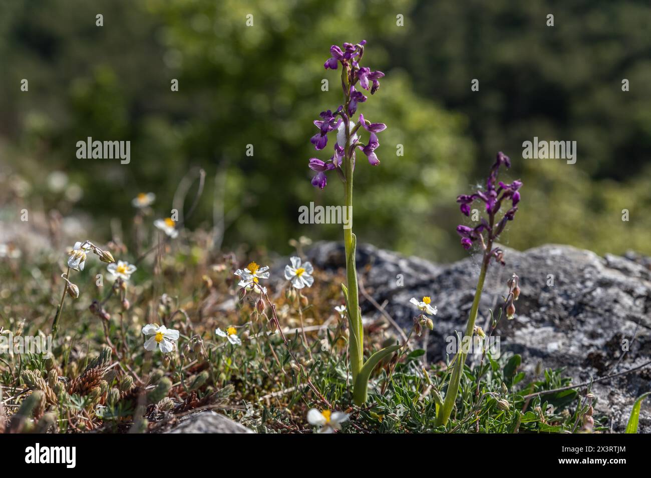 Satyrion male hi-res stock photography and images - Alamy