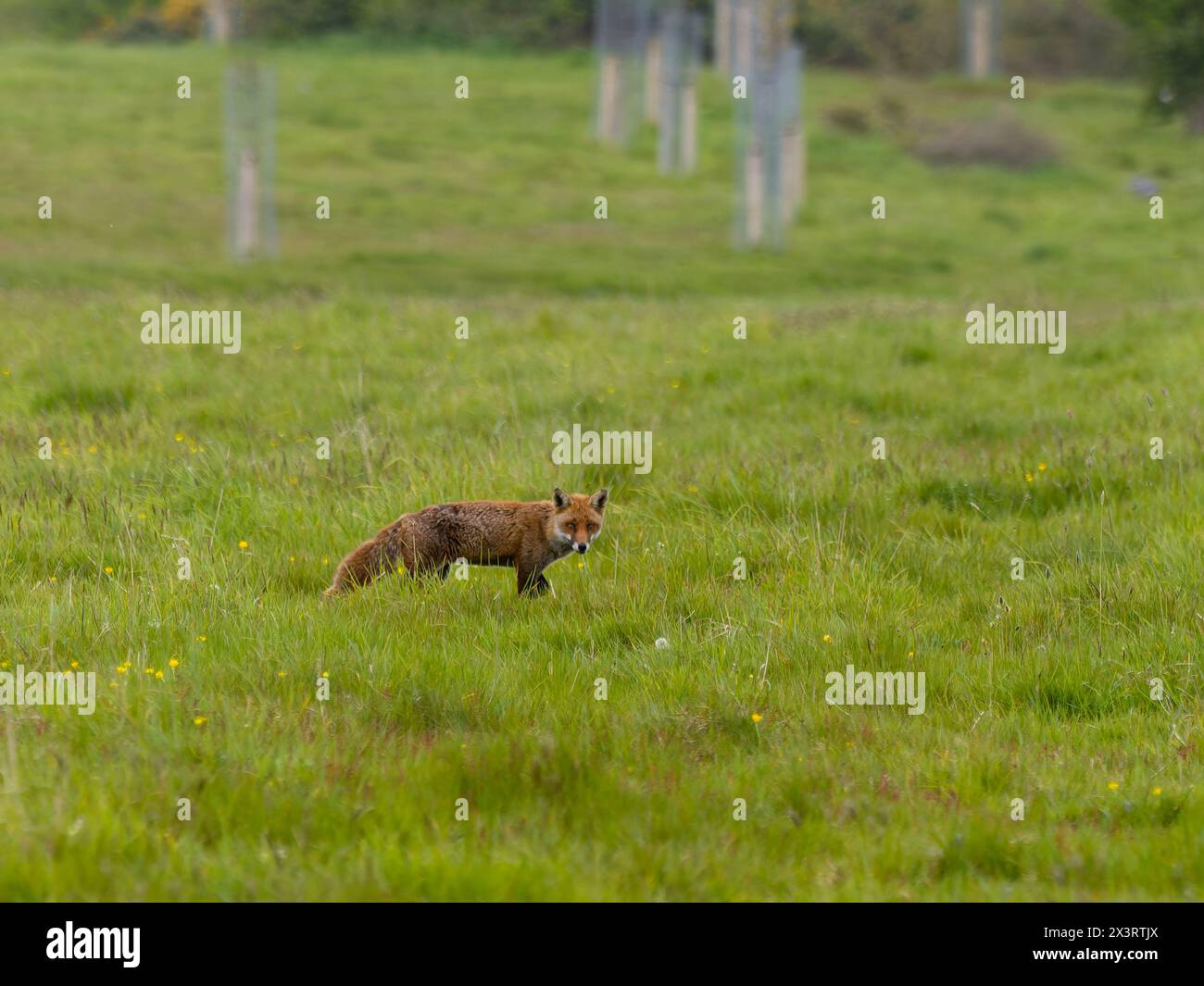 A red fox, Vulpes vulpes, standing in a field Stock Photo - Alamy