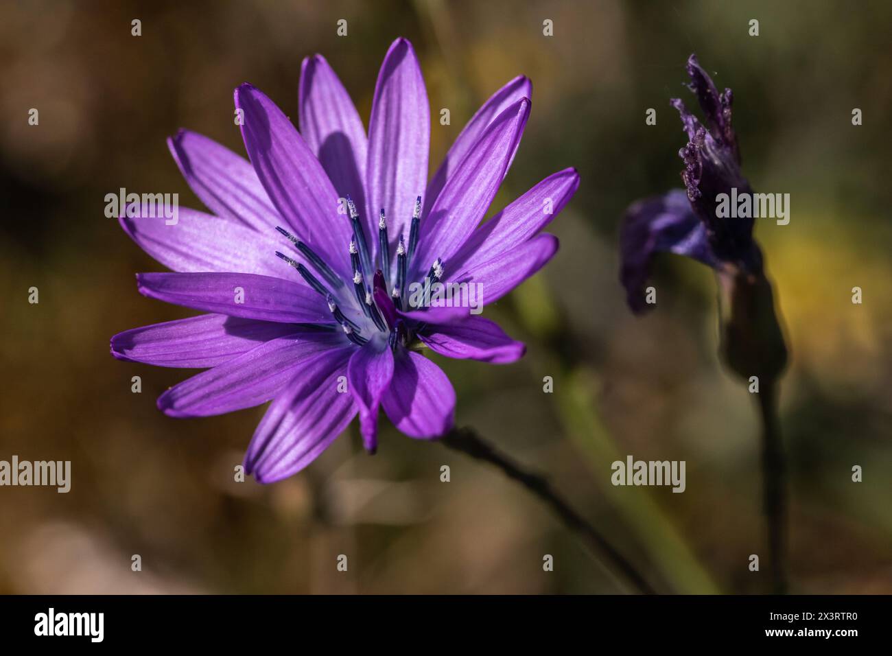 Vivace hi-res stock photography and images - Alamy