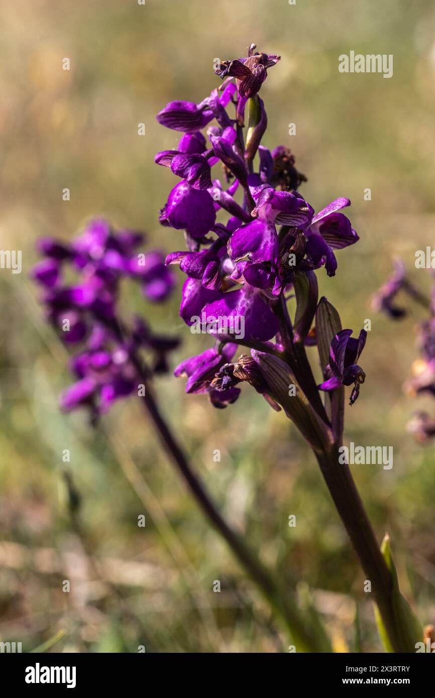 Satyrion male hi-res stock photography and images - Alamy