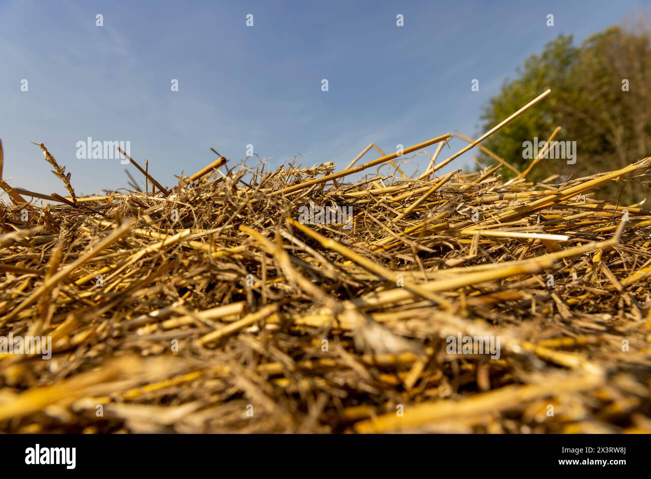wheat straw collected in stacks after grain harvest, yellow straw from ...