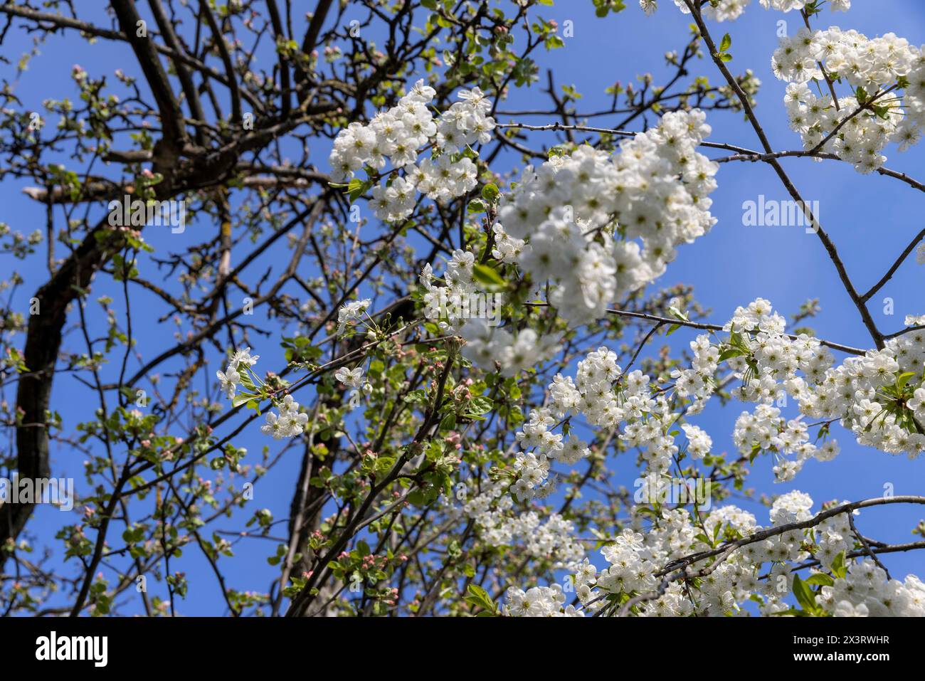 cherry blossom tree in spring, spring garden with cherry blossoms in ...