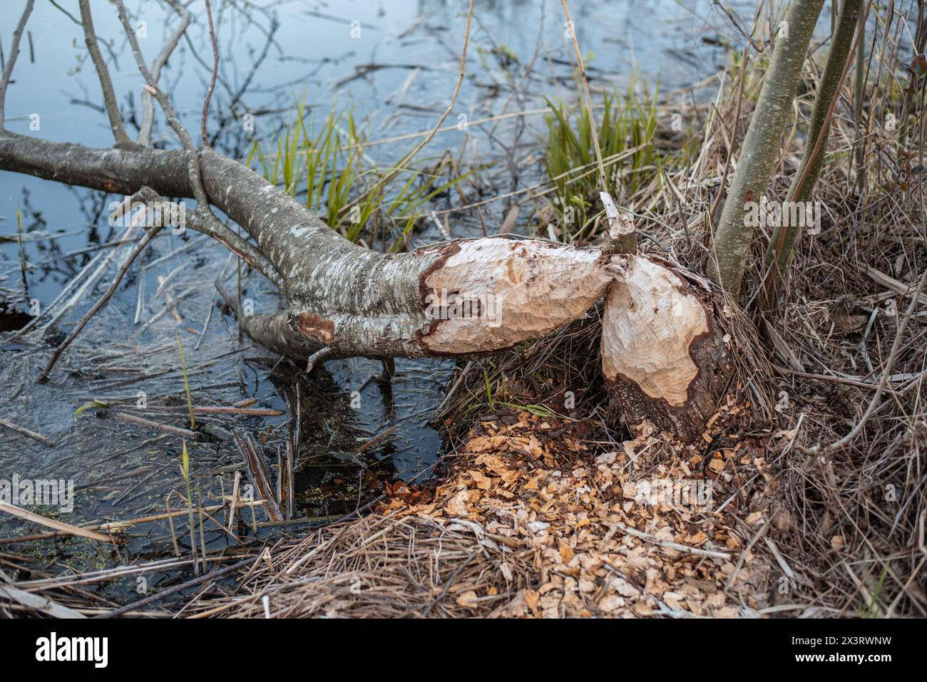 Gnawed trunks hi-res stock photography and images - Alamy