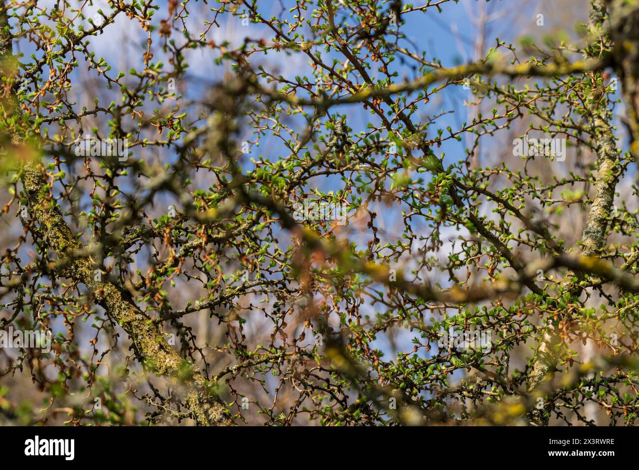 European larch during the appearance of the first needles in spring ...