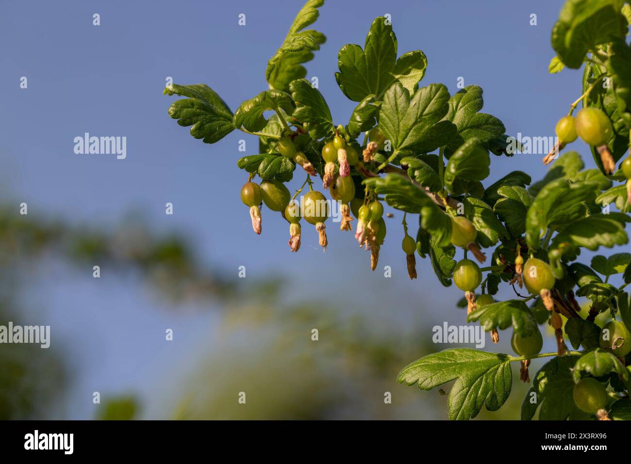 green berries on gooseberry bushes against a blue sky background, green ...