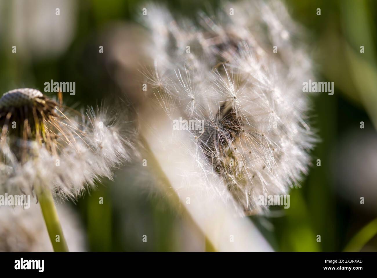 white flowers of dandelion balls in a spring field, beautiful dandelion ...