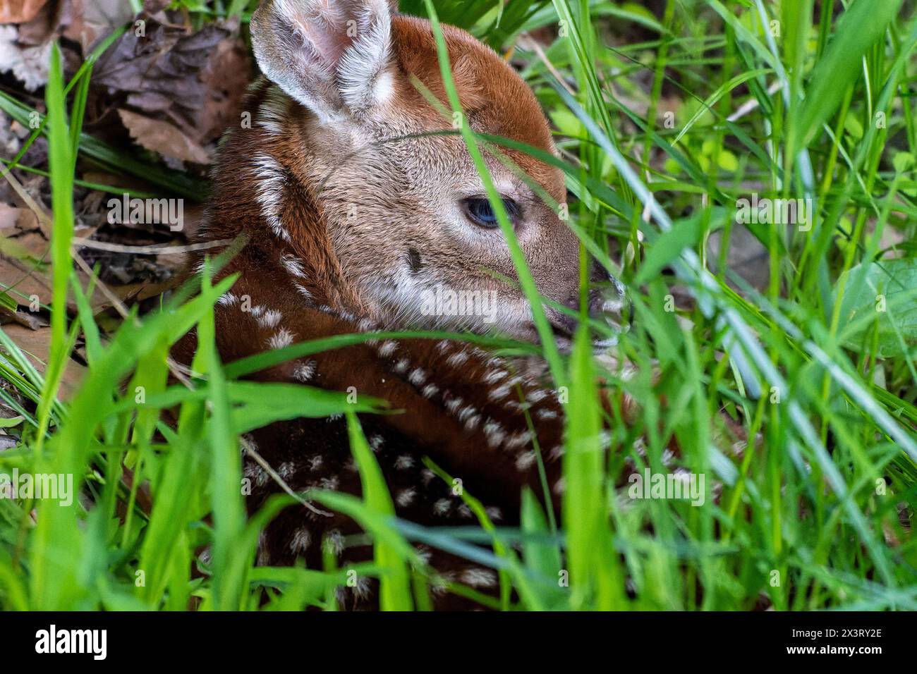 Fawn laying in the grass hi-res stock photography and images - Alamy