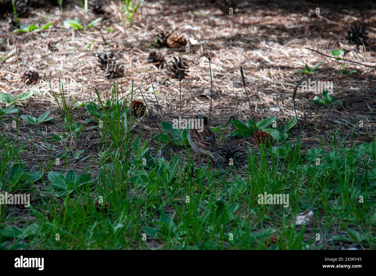 Animals Sparrow in the park Samara Samara region Russia Copyright ...