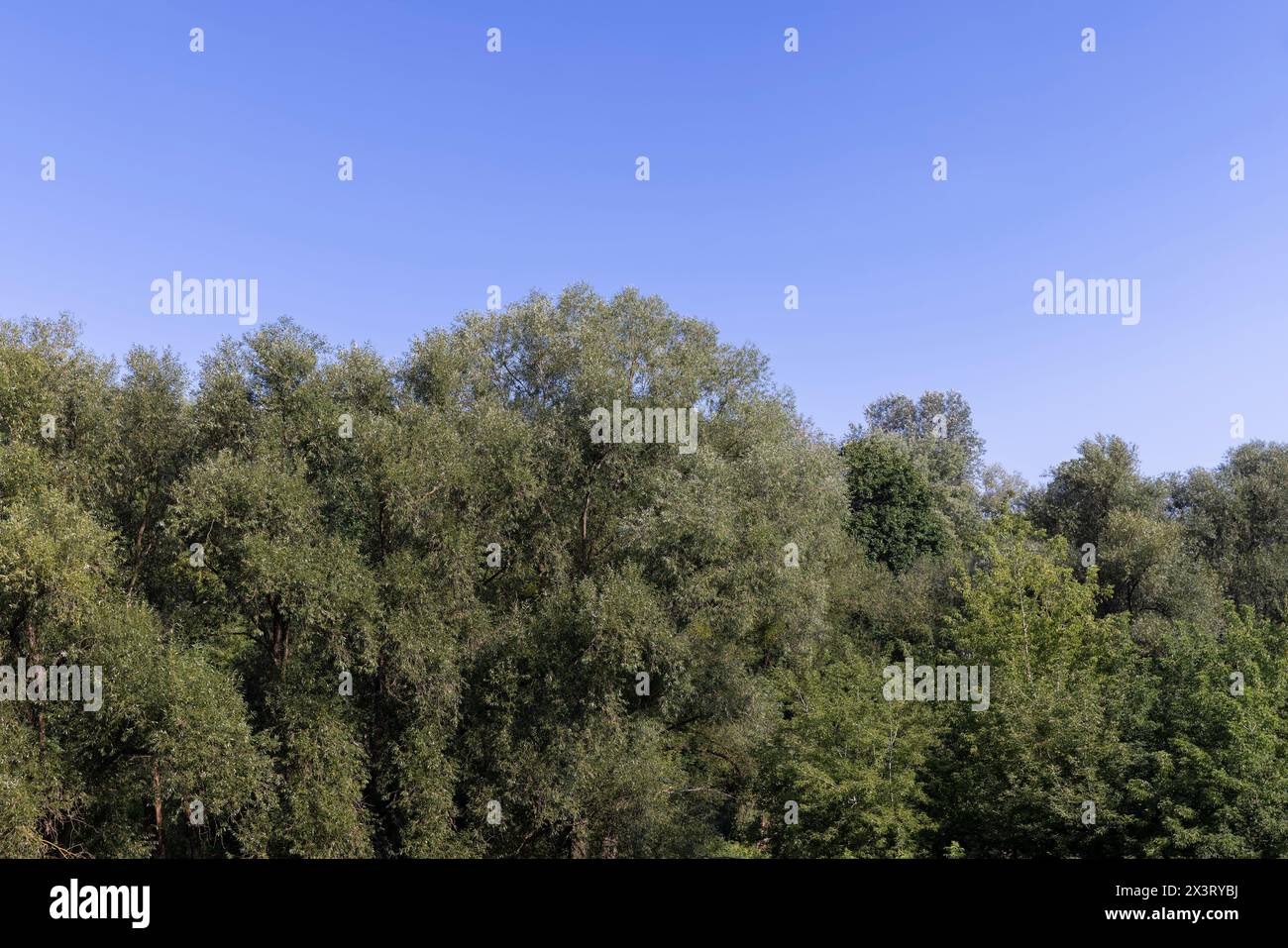 mixed forest with trees of different species in the summer season ...