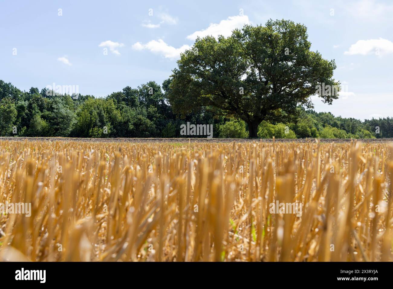 an old powerful lone oak in a field with cereals, a harvested wheat ...