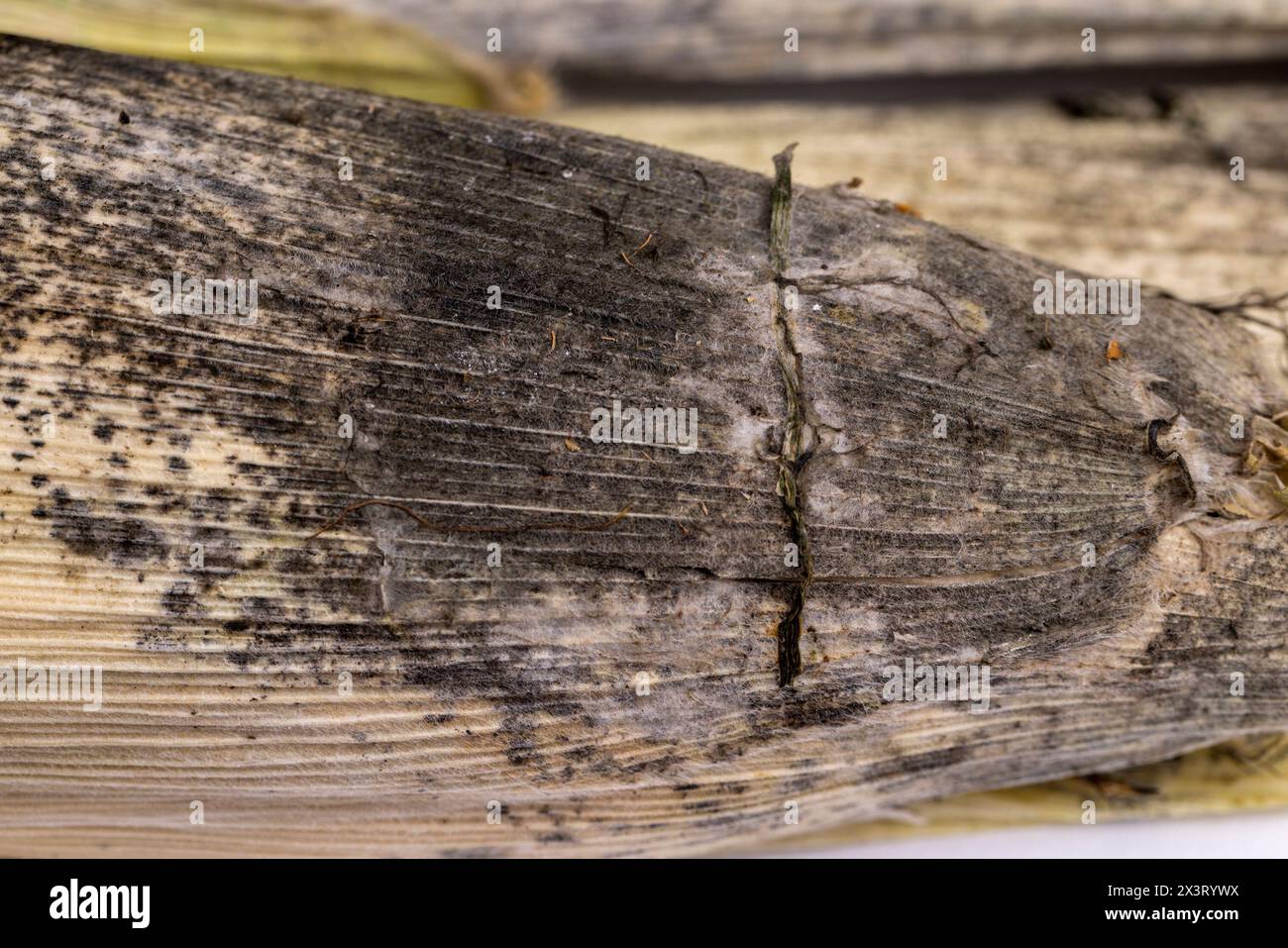 Old moldy corn cobs close-up, old spoiled sweet ripe corn food Stock ...