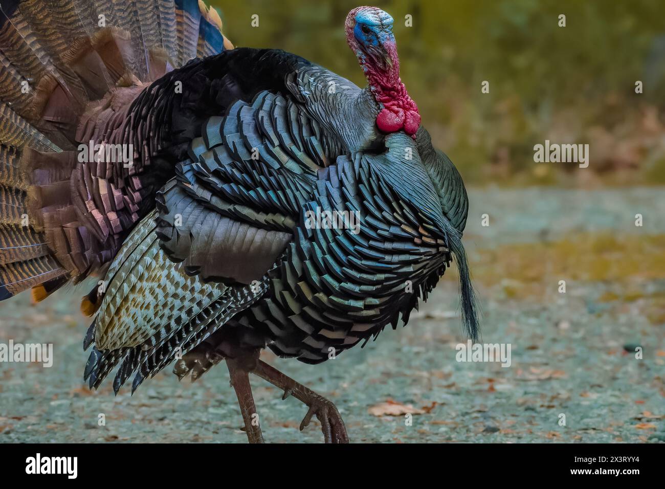 Wild Male turkey strutting about during mating season Stock Photo - Alamy
