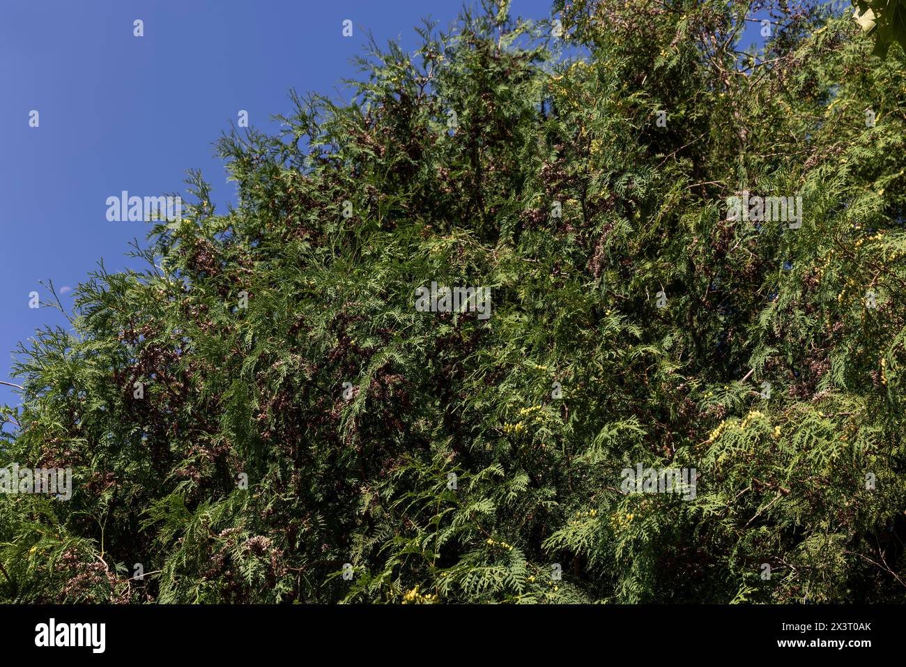 Deciduous trees with green foliage in summer, old trees with foliage in ...