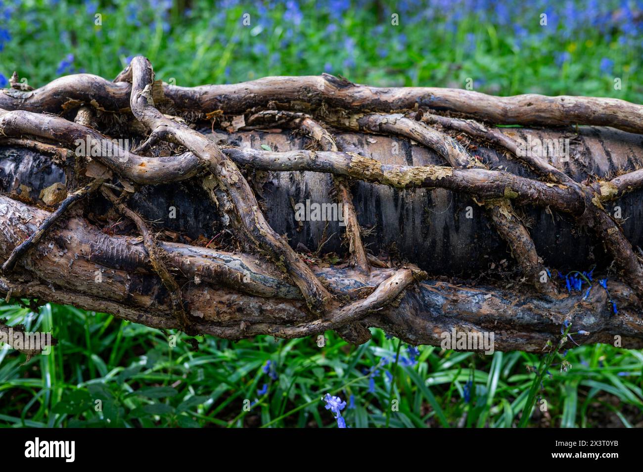 Creepers weave around a fallen tree in a pattern in Bluebell woods in ...