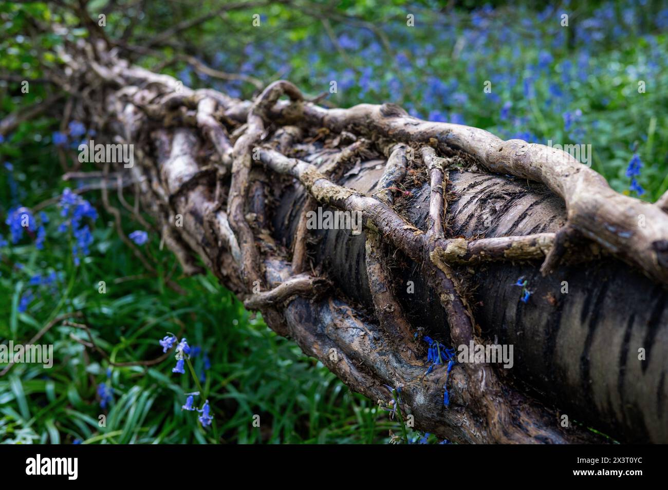 Creepers weave around a fallen tree in a pattern in Bluebell woods in ...