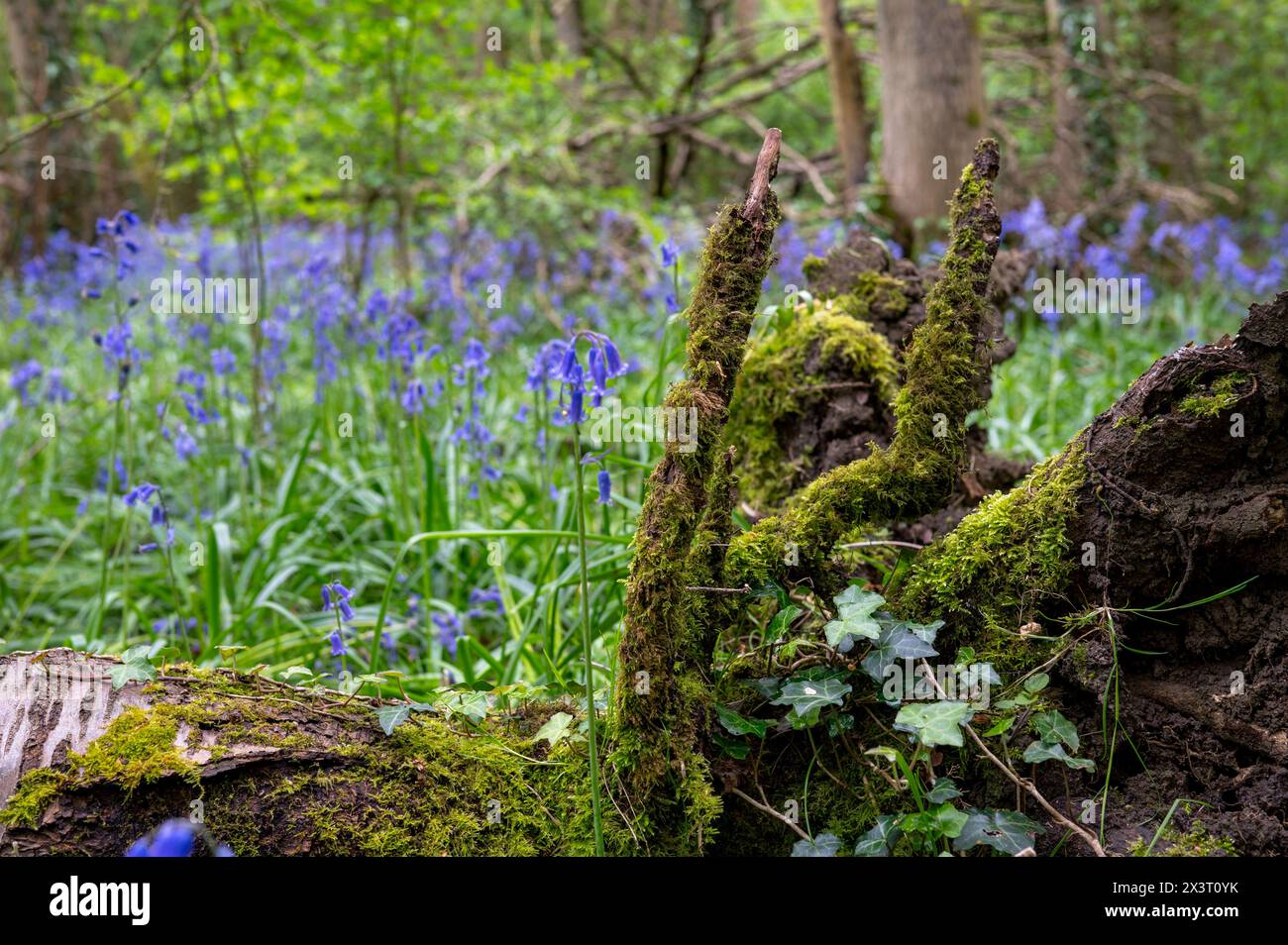 Bluebell woods in Kent, England. Every spring woodland across the UK is ...