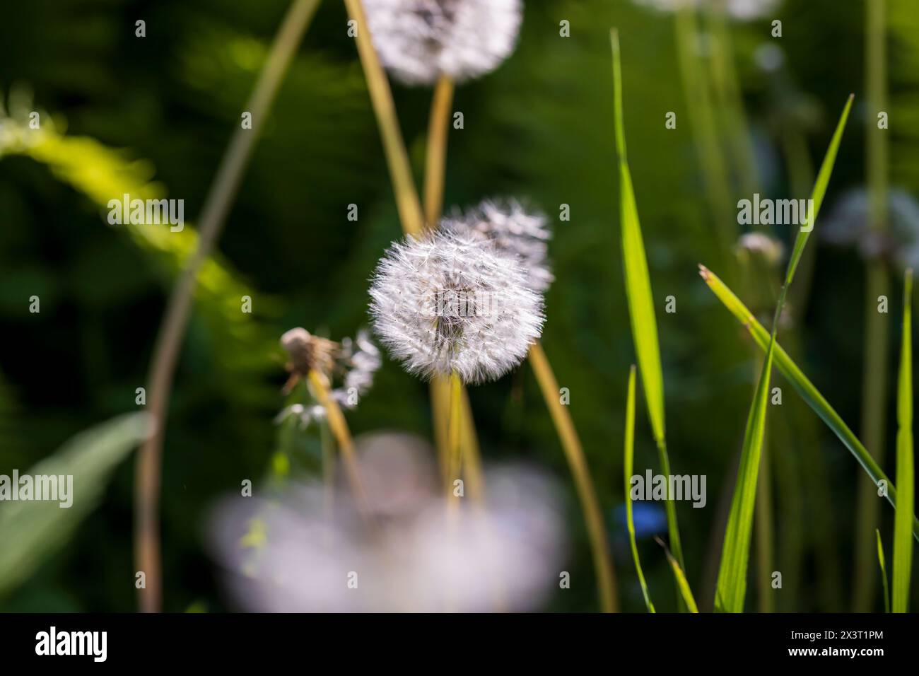white flowers of dandelion balls in a spring field, beautiful dandelion ...