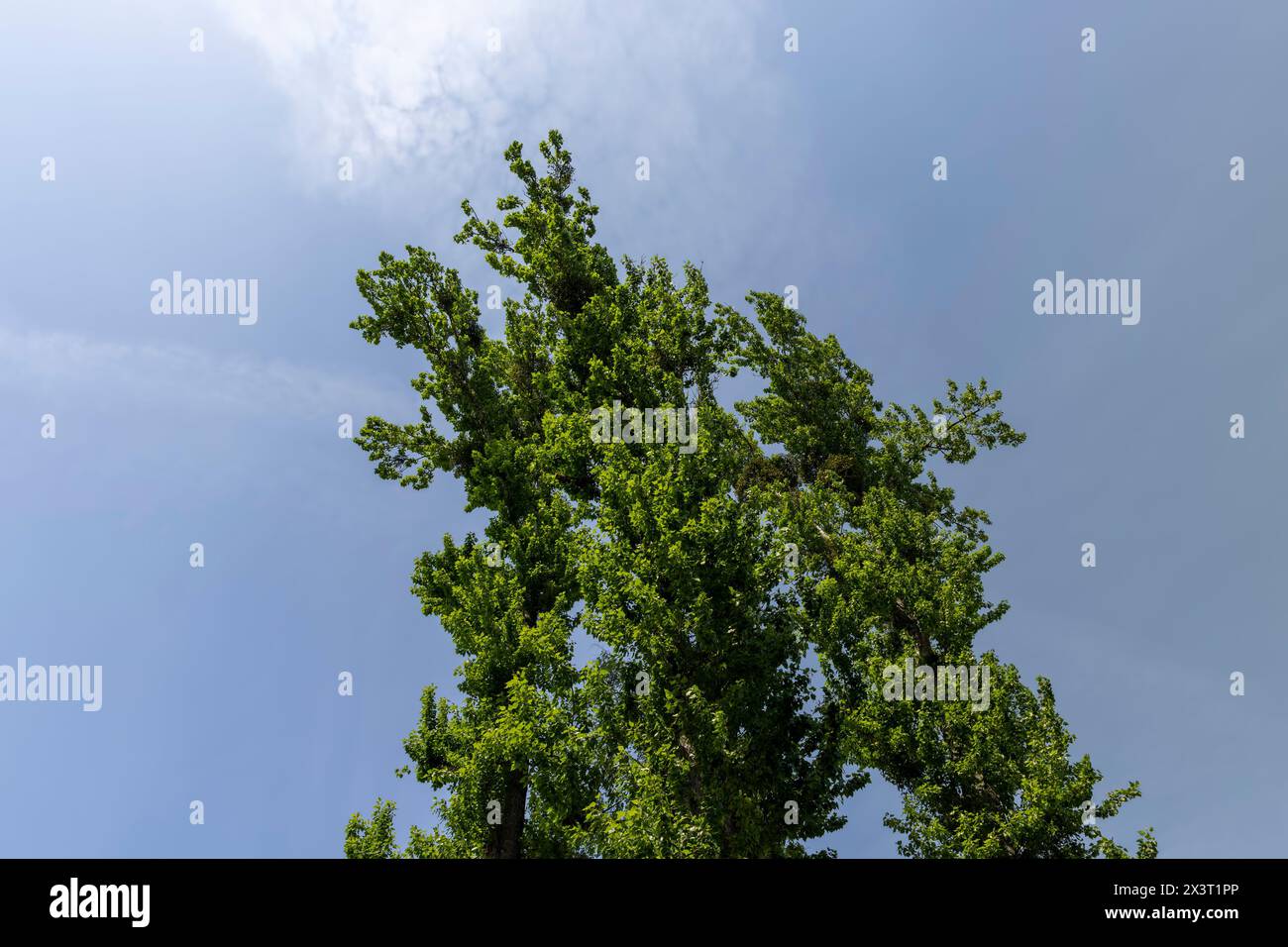 tall lime trees in the summer against the blue sky, beautiful green ...