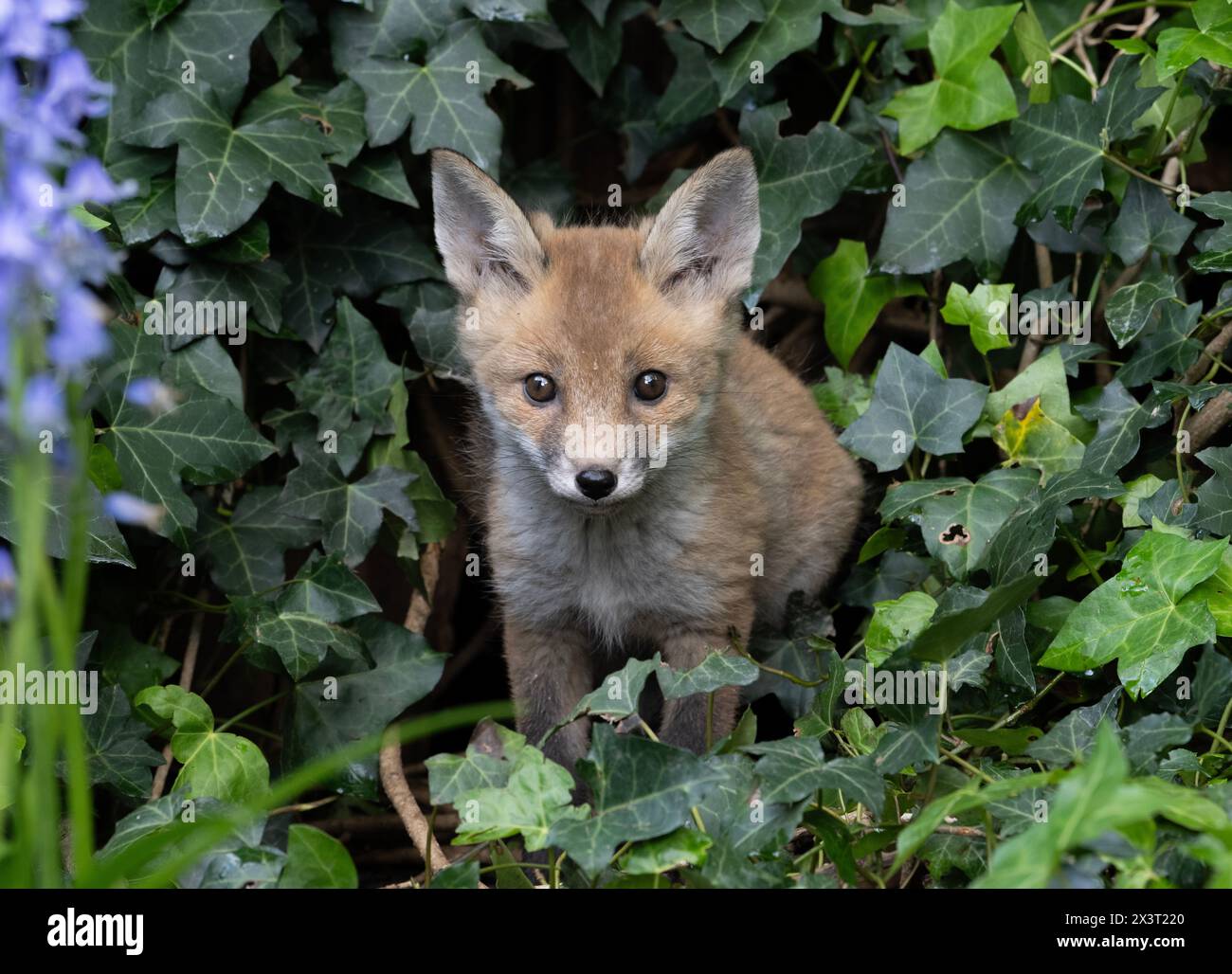 Cute baby animal hi-res stock photography and images - Alamy