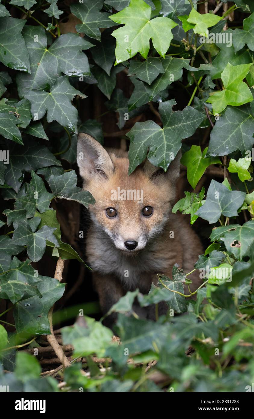 Kensal rise london hi-res stock photography and images - Alamy