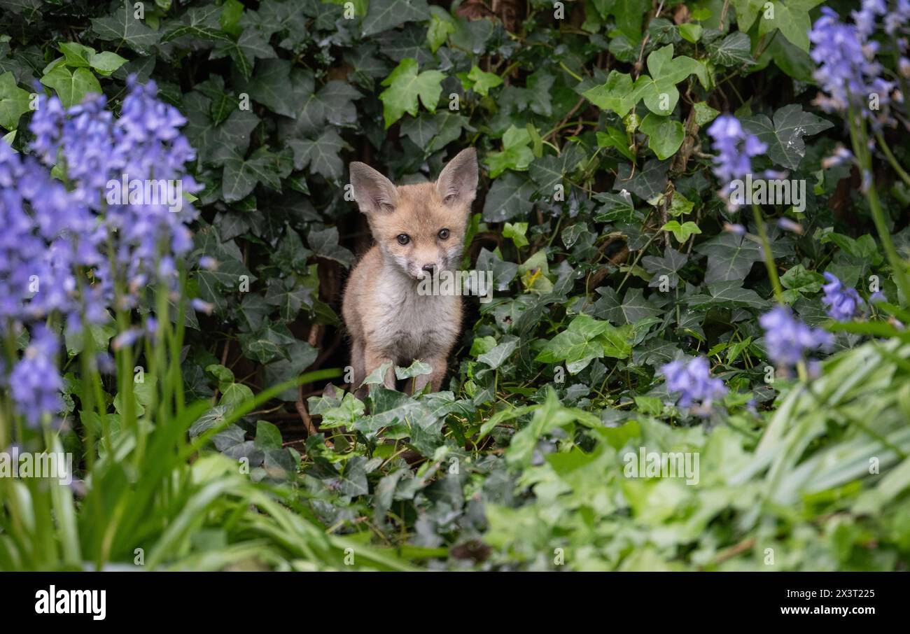Red Fox cub, Vulpes vulpes, looking out from den in a suburban garden ...