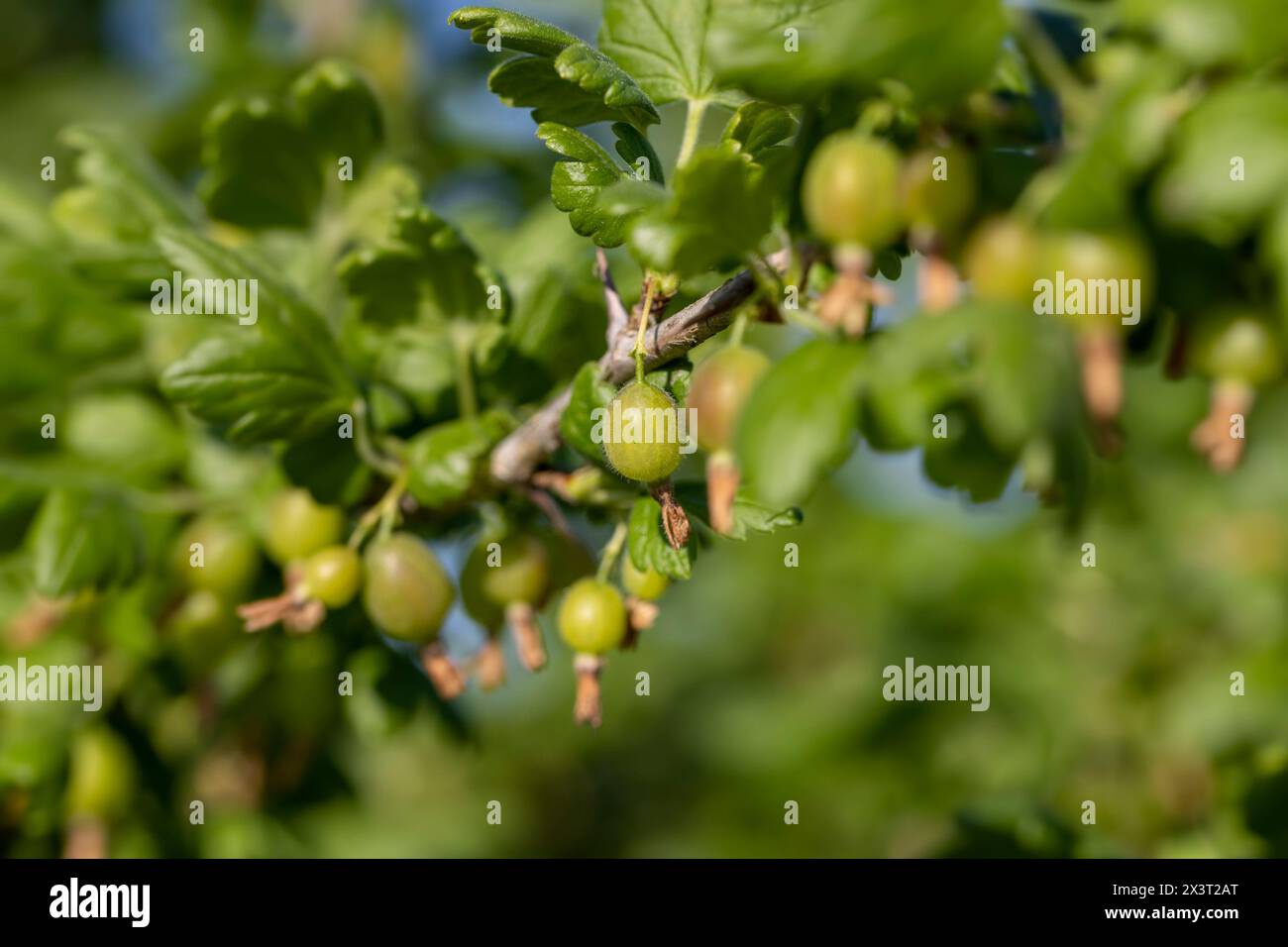 green berries on gooseberry bushes against a blue sky background, green ...
