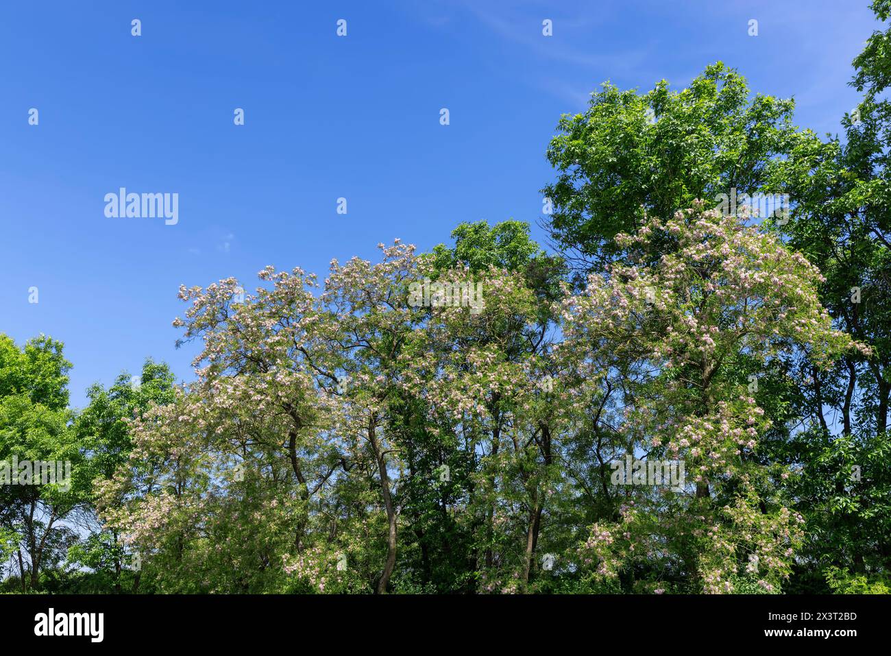 blooming acacia in the spring season, tall flowering trees in spring ...