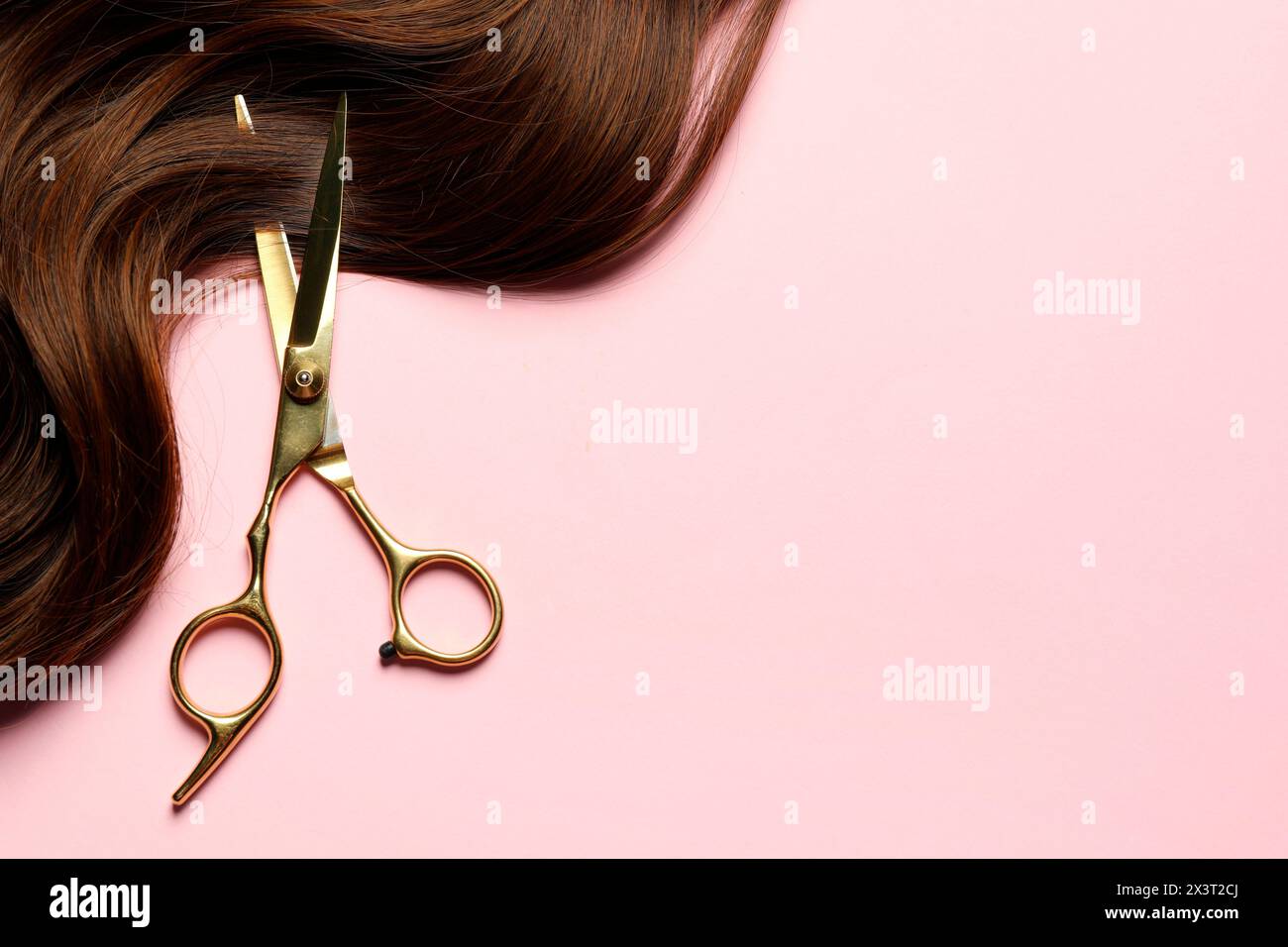 Professional hairdresser scissors with brown hair strand on pink ...