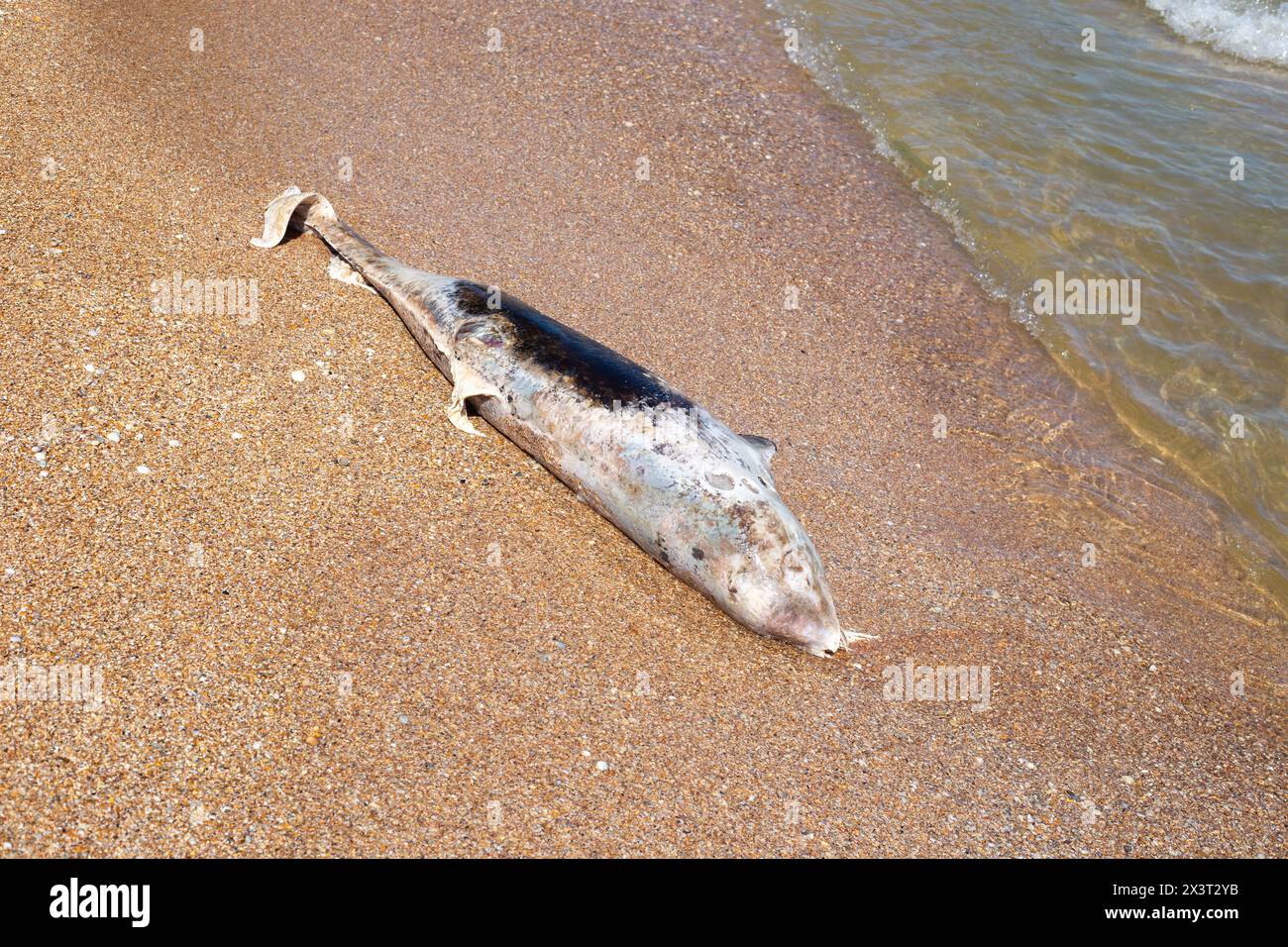 A dead dolphin washed up on the sea sandy shore. Ecology and fauna of ...