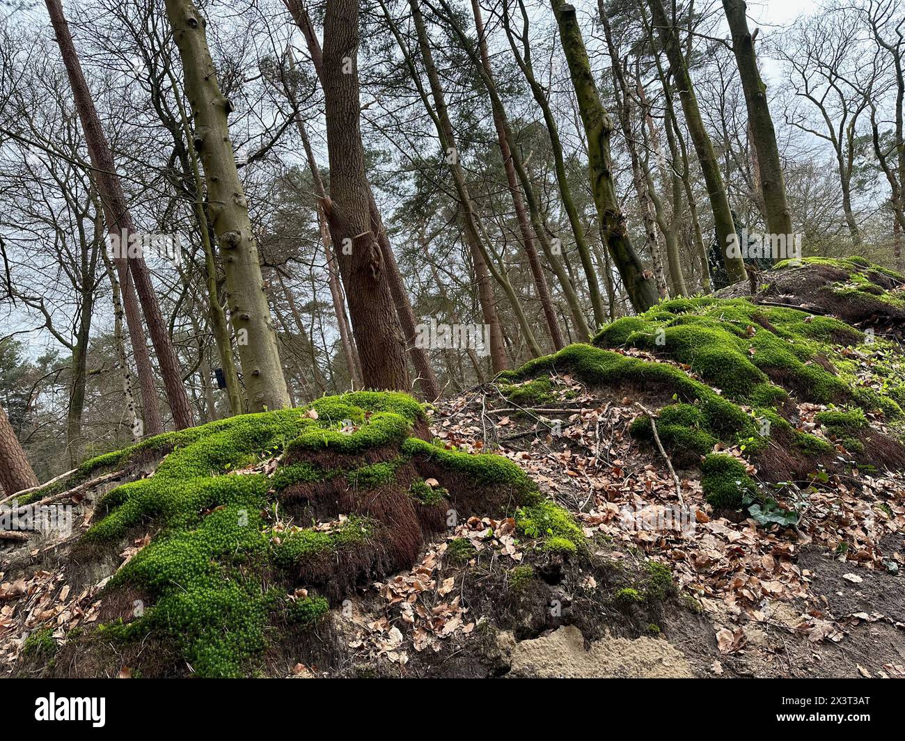 Moss leaves trees grow in hi-res stock photography and images - Alamy