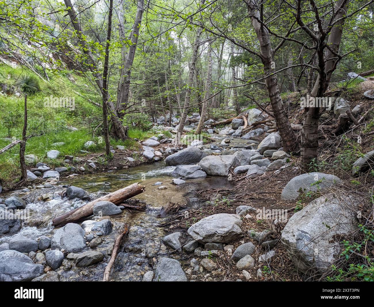 Stream in the woods in California Stock Photo - Alamy