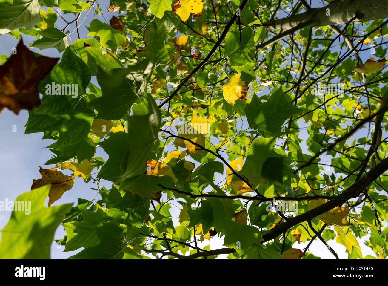 The yellowing foliage of the tulip tree in the autumn season, the ...