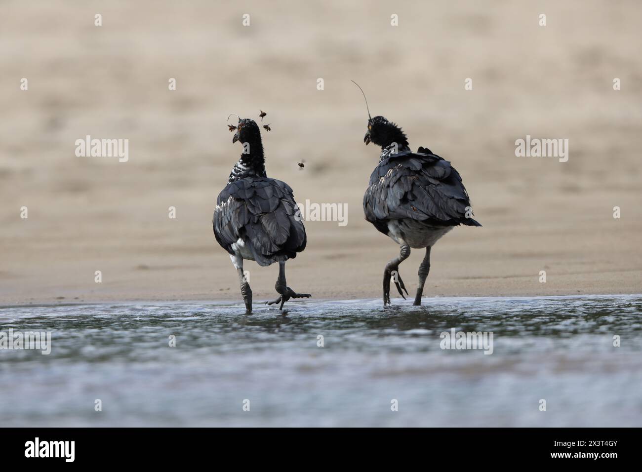 The horned screamer (Anhima cornuta) is a member of a small family of ...