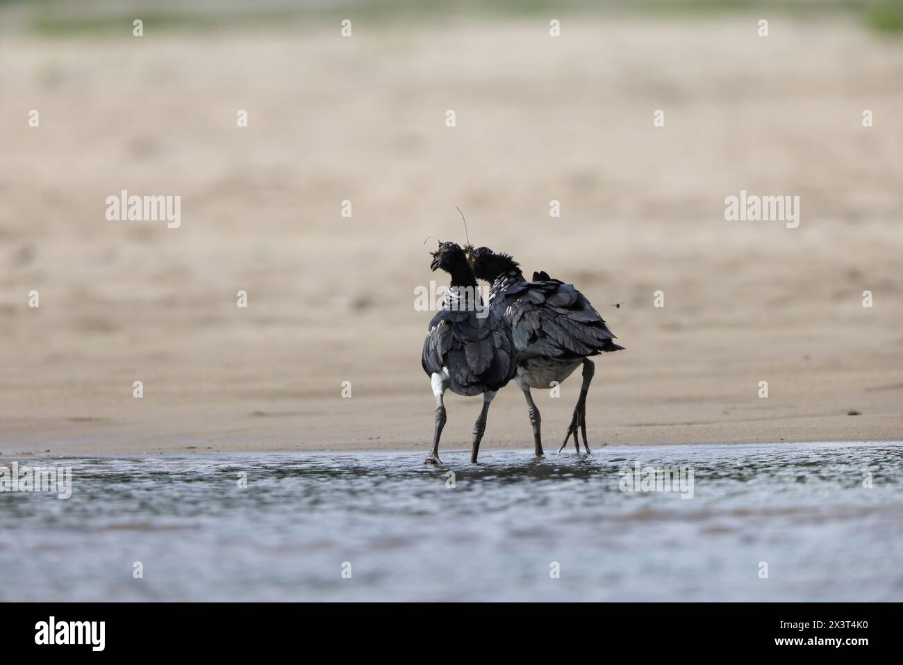 The horned screamer (Anhima cornuta) is a member of a small family of ...