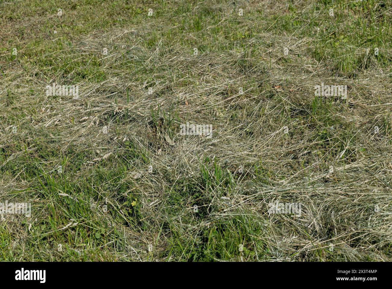 Harvesting hay for the winter hi-res stock photography and images - Alamy