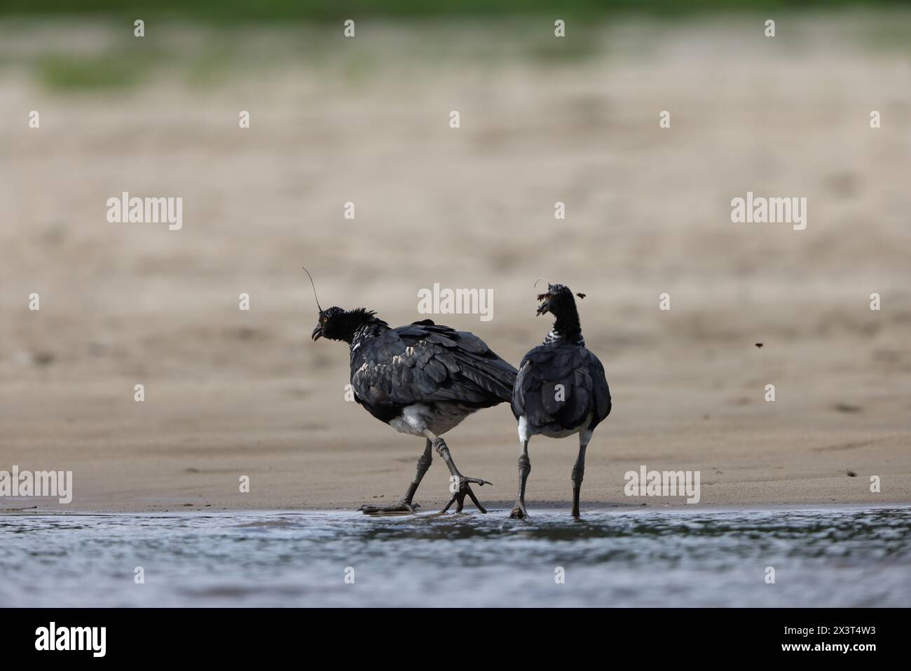 The horned screamer (Anhima cornuta) is a member of a small family of ...