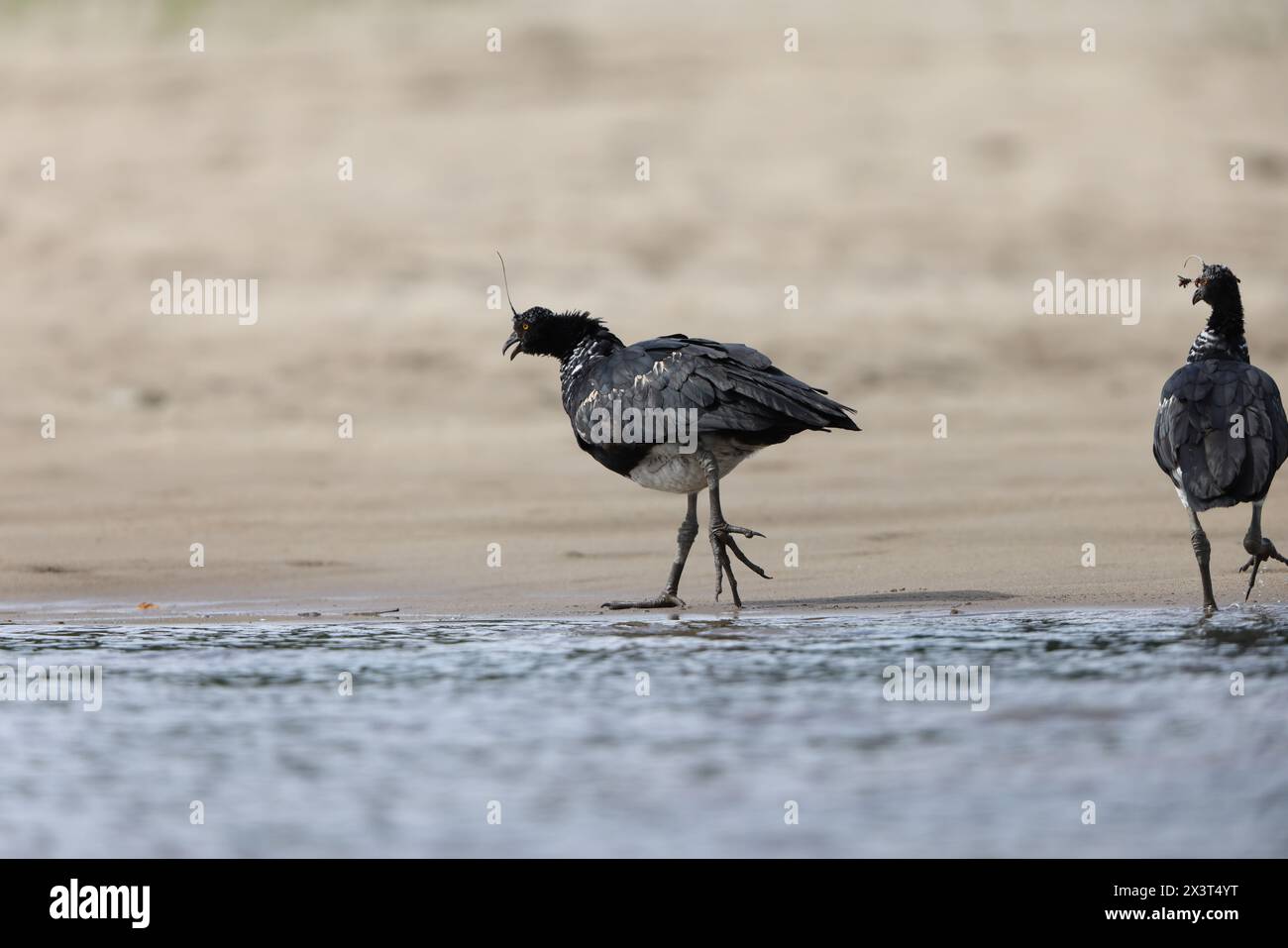 The horned screamer (Anhima cornuta) is a member of a small family of ...
