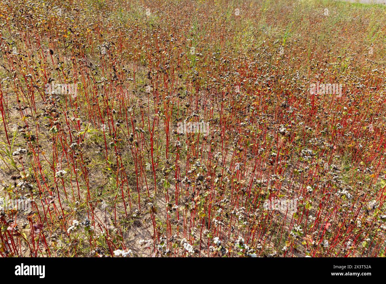 fading plants with white flowers and red stems, agricultural plants of ...