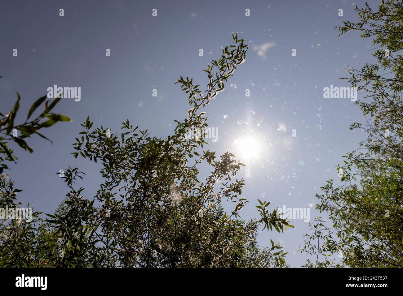 light white fluff from willow in spring, willow during flowering with a ...
