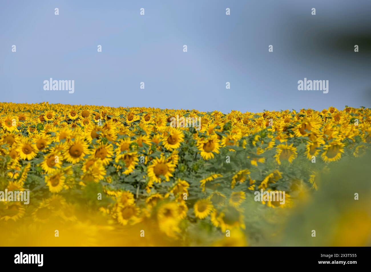 high-yielding field with yellow sunflower flowers, pollination of ...